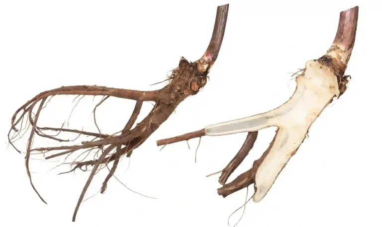 Oman Root (Inula helenium) Elecampane Tea | Health Embassy